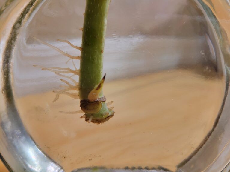 How to Propagate Begonia: Step-By-Step Guide (With Pictures)