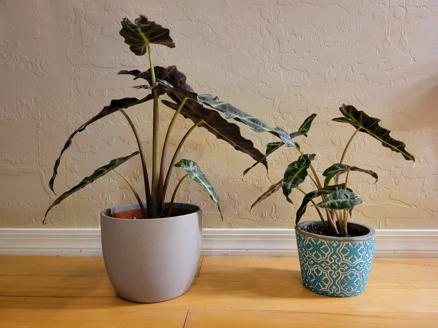 How to Propagate Alocasia: Step-By-Step Guide (With Pictures)