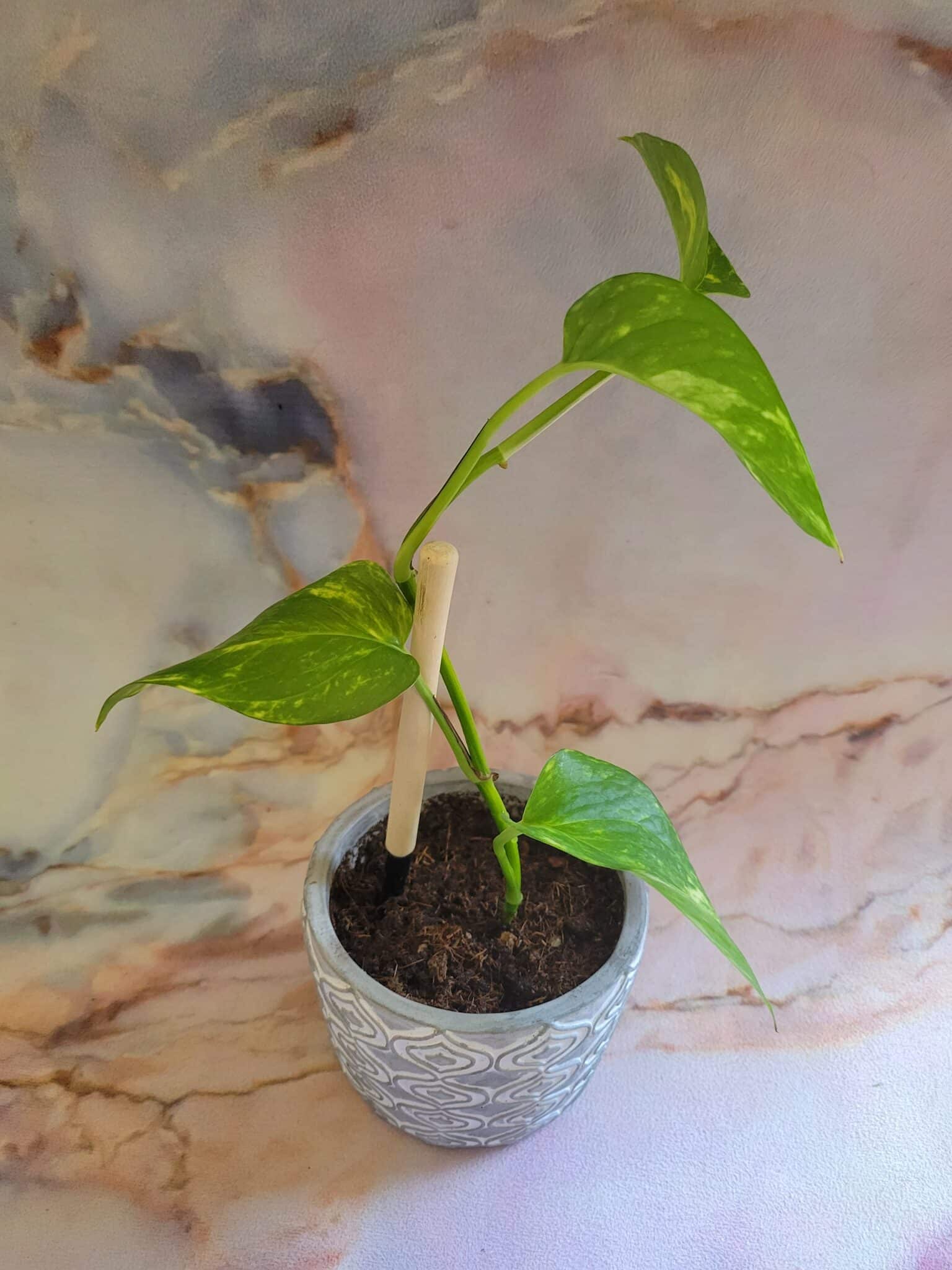 How to Propagate Pothos (Step-By-Step Guide With Pictures)