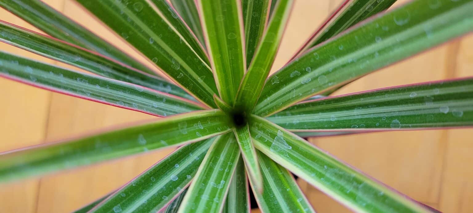 How to Propagate Dracaena: Step-By-Step Guide (With Pictures)