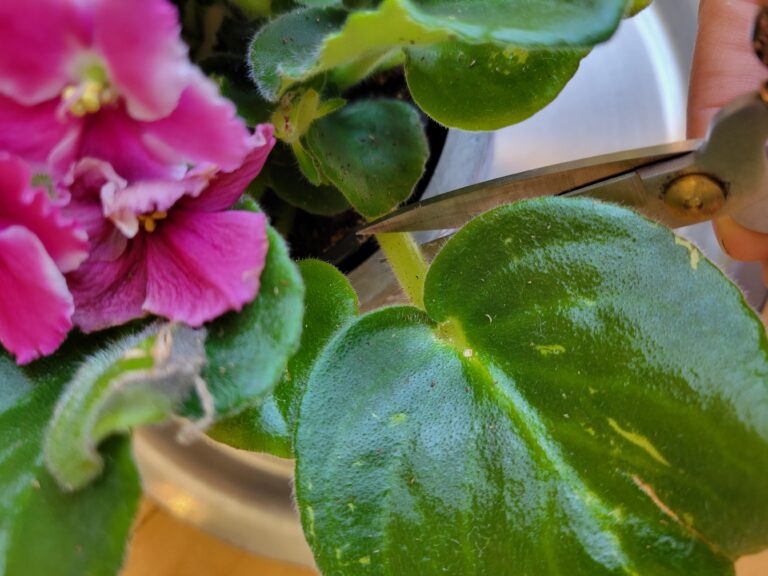 How to Propagate African Violets: Step-By-Step (With Pictures)