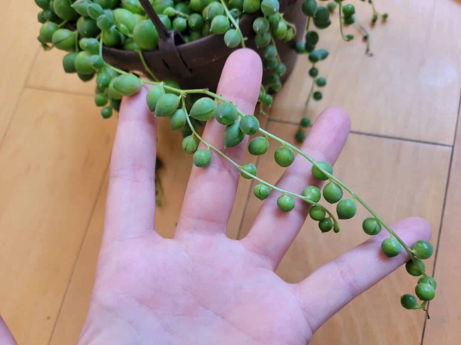 How to Propagate String of Pearls: Step-By-Step Guide (With Pictures)
