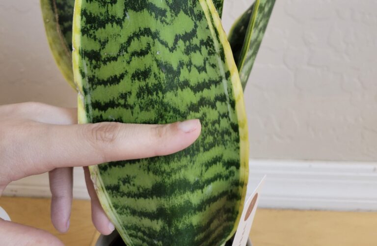 How to Propagate Snake Plants: Step-By-Step (With Pictures)