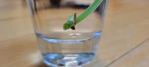 How to Propagate Pothos (Step-By-Step Guide With Pictures)