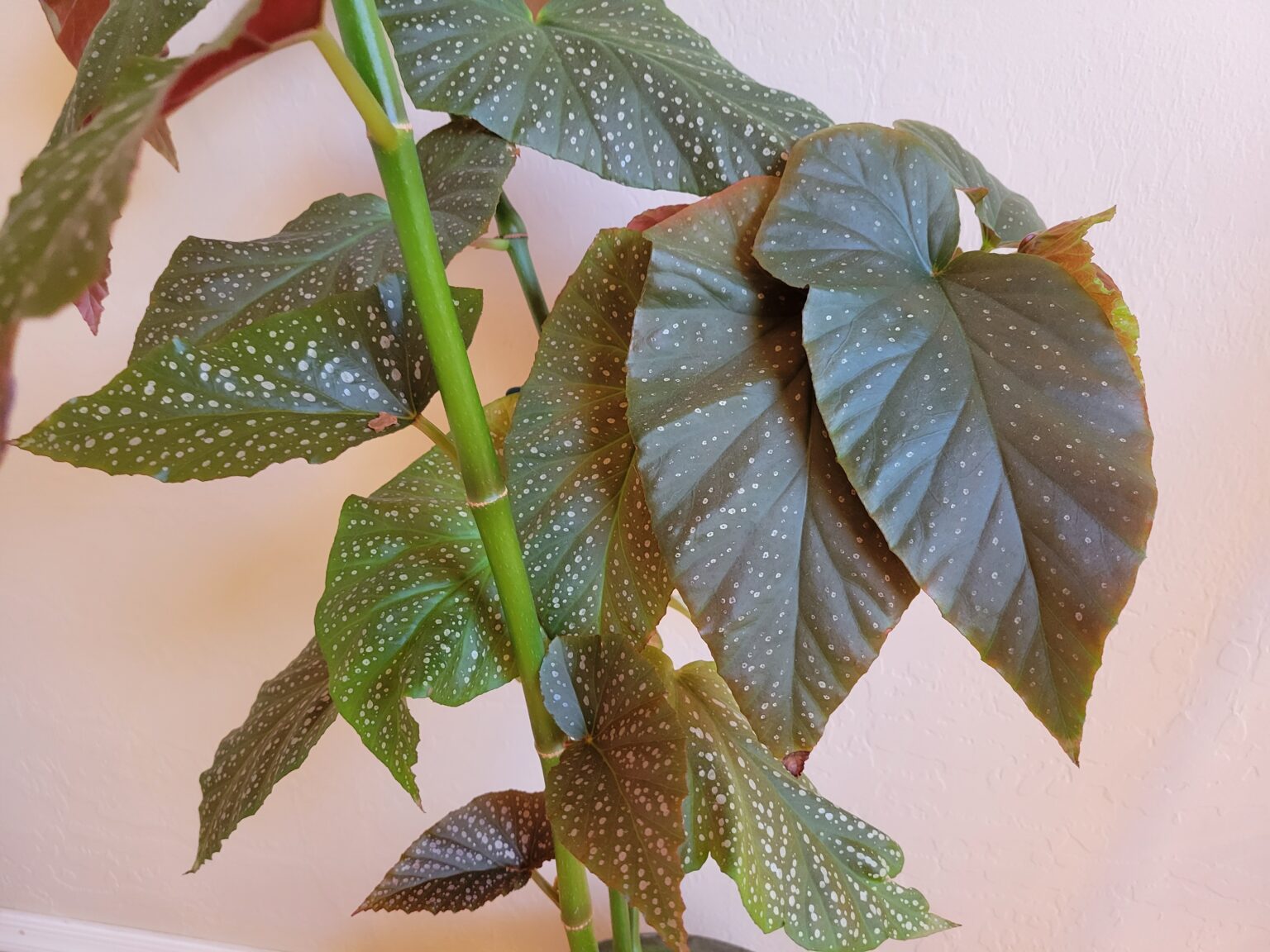 How to Propagate Begonia: Step-By-Step Guide (With Pictures)