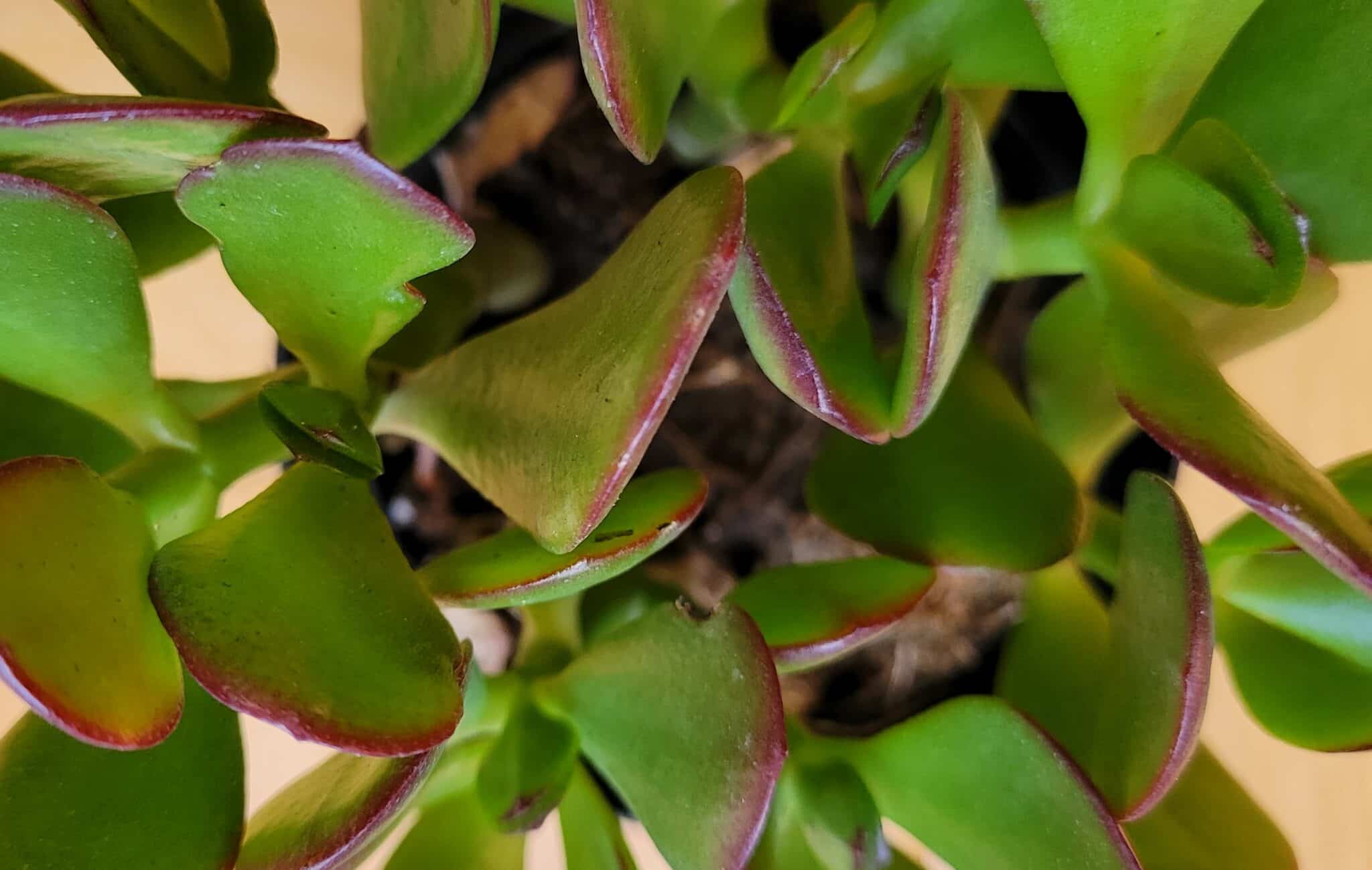 How to Propagate Jade Plants: Step-By-Step Guide (With Pictures)