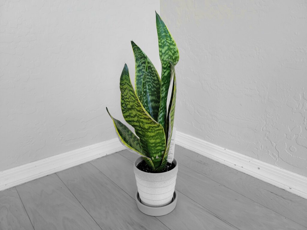 How to Propagate Snake Plants: Step-By-Step (With Pictures)