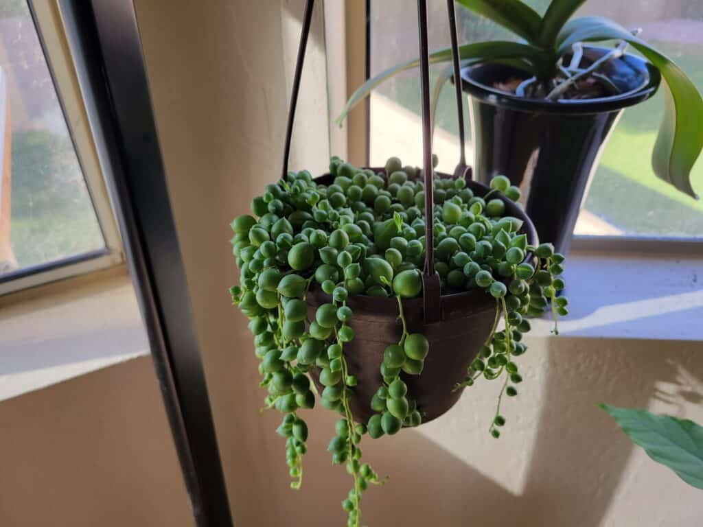 How to Propagate String of Pearls: Step-By-Step Guide (With Pictures)