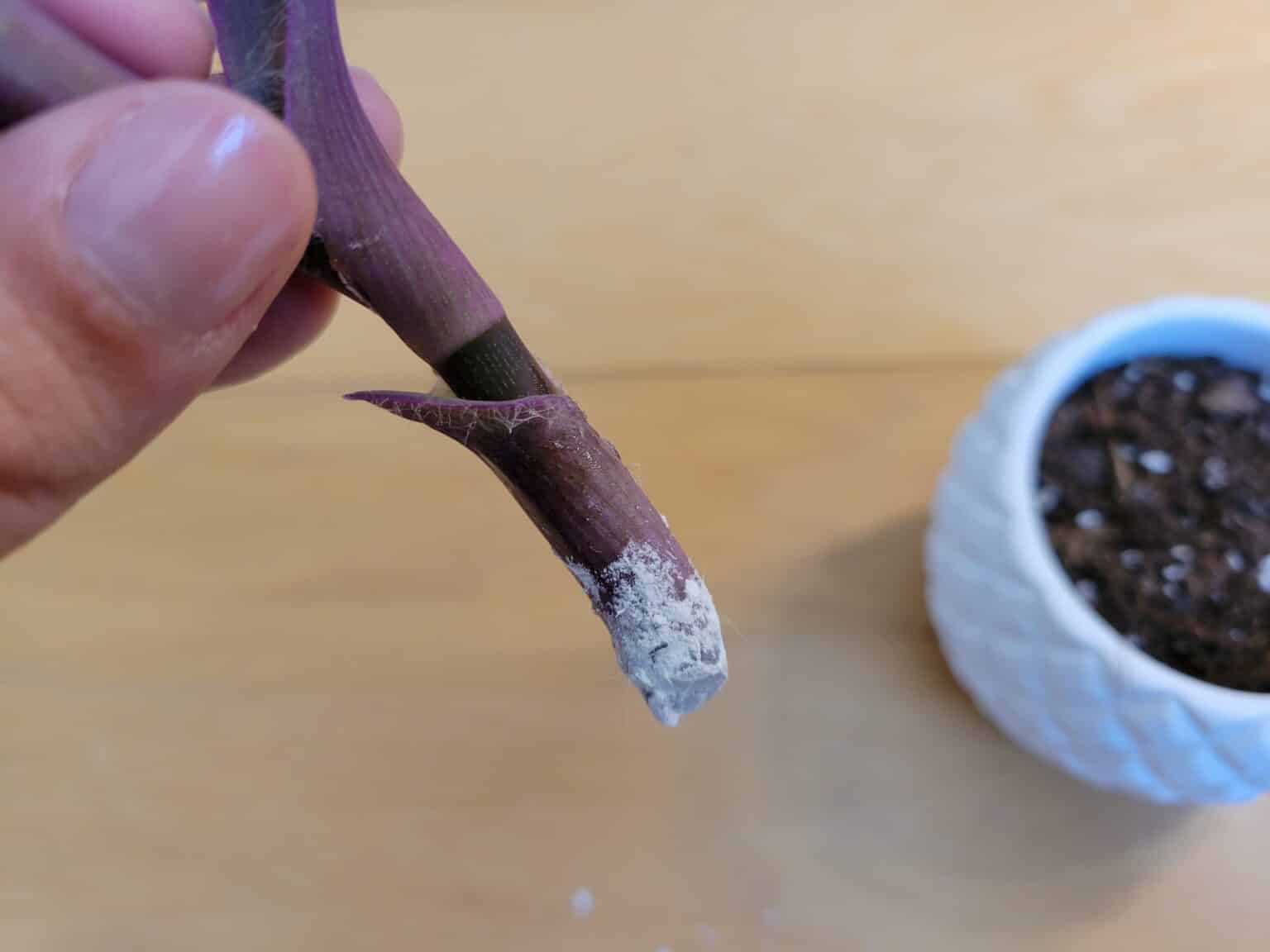 How to Propagate Purple Heart Plants: Step-By-Step Guide (With Pictures)