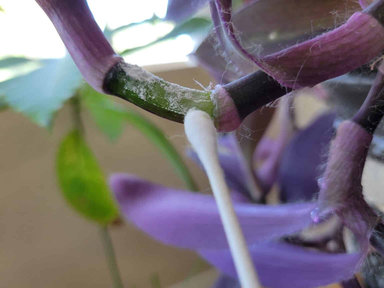 How to Propagate Purple Heart Plants: Step-By-Step Guide (With Pictures)