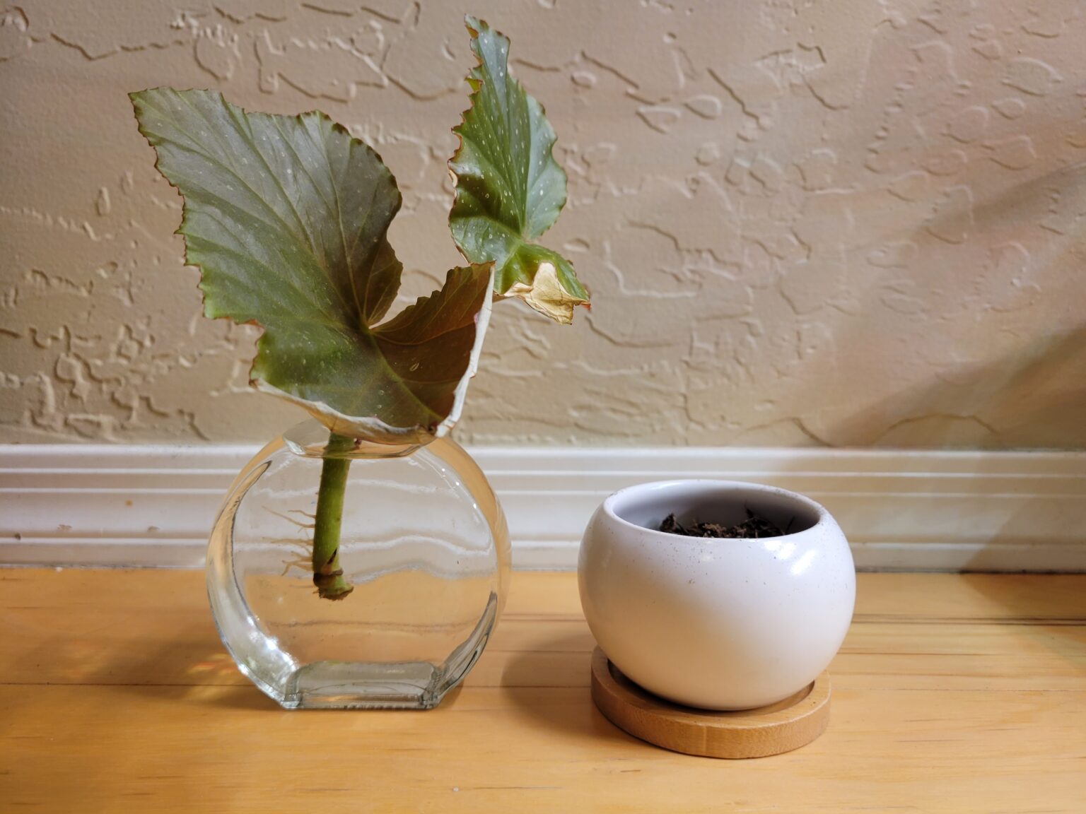 How to Propagate Begonia: Step-By-Step Guide (With Pictures)