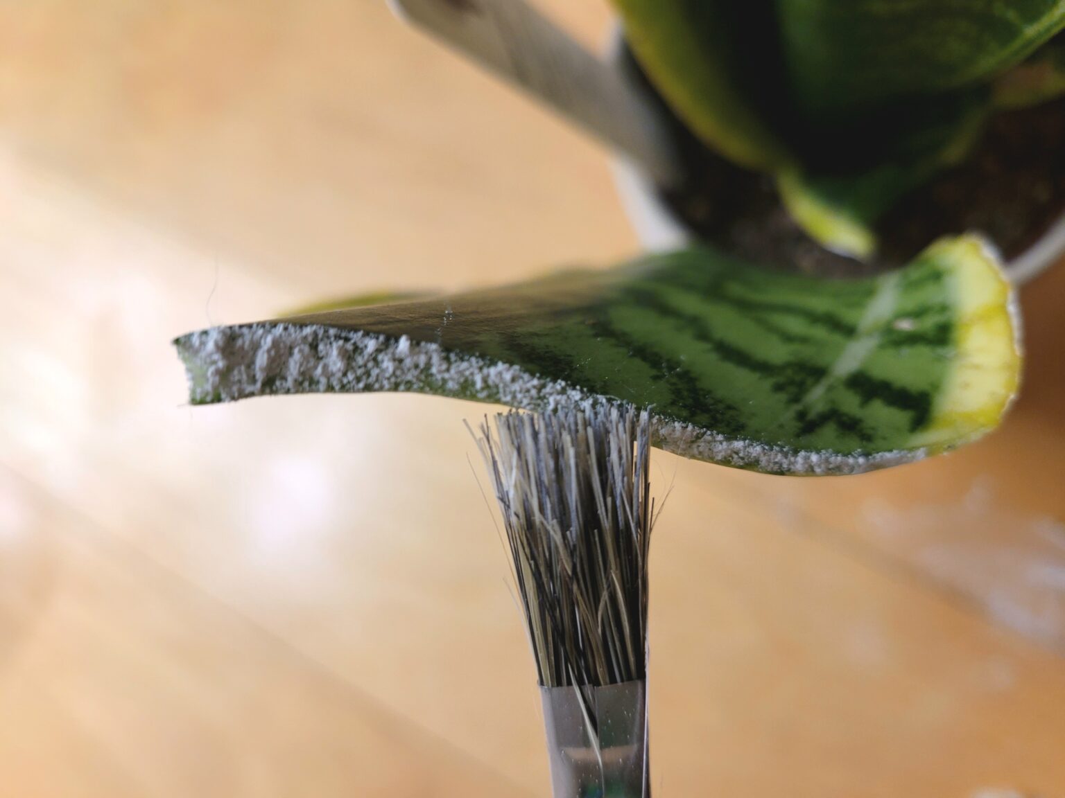 How to Propagate Snake Plants: Step-By-Step (With Pictures)