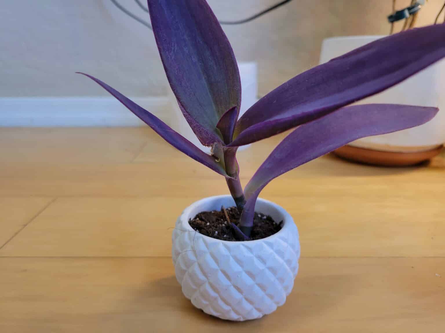 How to Propagate Purple Heart Plants: Step-By-Step Guide (With Pictures)