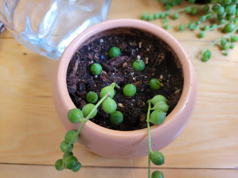 How to Propagate String of Pearls: Step-By-Step Guide (With Pictures)