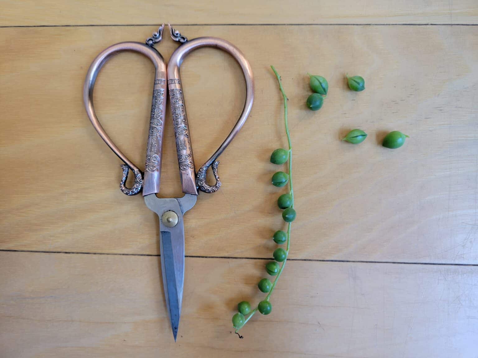 How to Propagate String of Pearls: Step-By-Step Guide (With Pictures)
