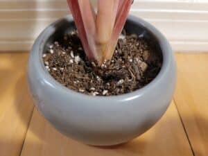 How to Propagate Aglaonema: Step-By-Step (With Pictures)