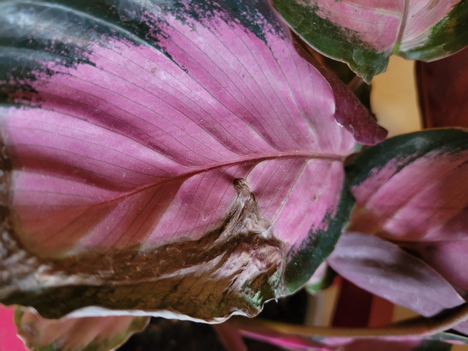 How to Propagate Calathea: Step-By-Step (With Pictures)