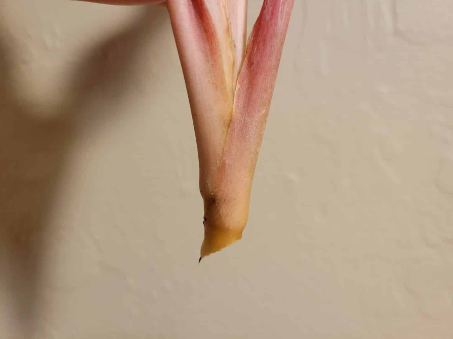 How to Propagate Aglaonema: Step-By-Step (With Pictures)