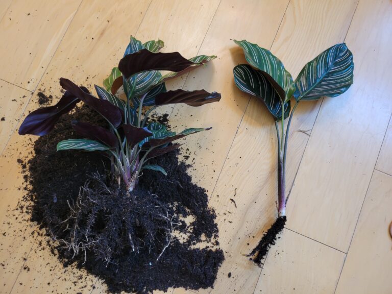 How to Propagate Calathea: Step-By-Step (With Pictures)