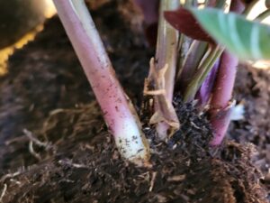 How to Propagate Calathea: Step-By-Step (With Pictures)