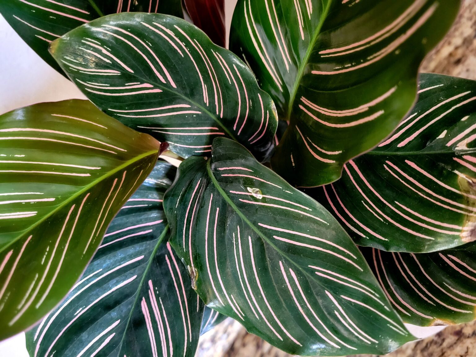 How to Propagate Calathea: Step-By-Step (With Pictures)