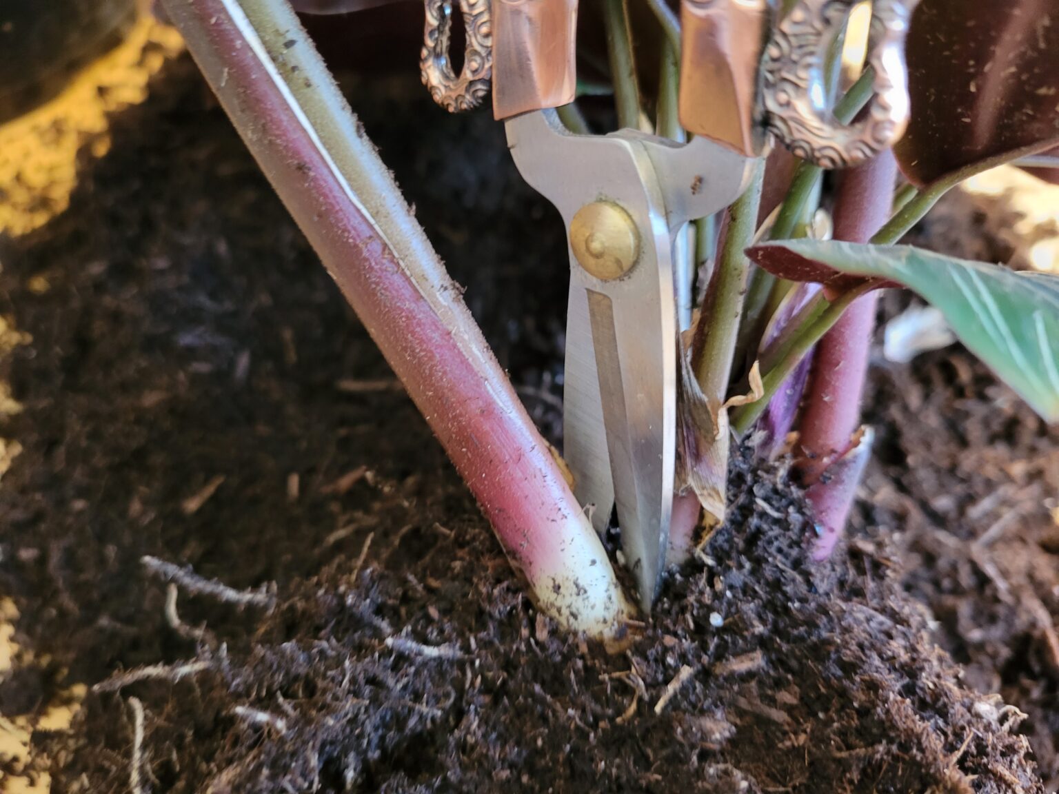 How to Propagate Calathea: Step-By-Step (With Pictures)