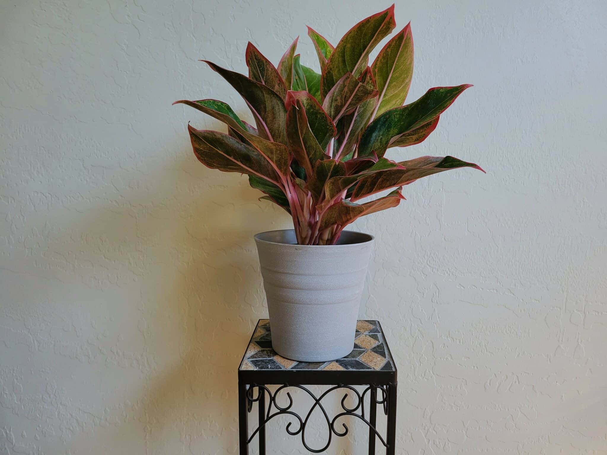 How to Propagate Aglaonema: Step-By-Step (With Pictures)