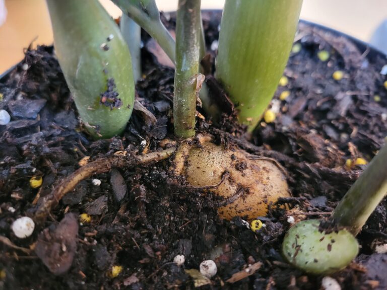 How to Propagate ZZ Plants: Step-By-Step (With Pictures)