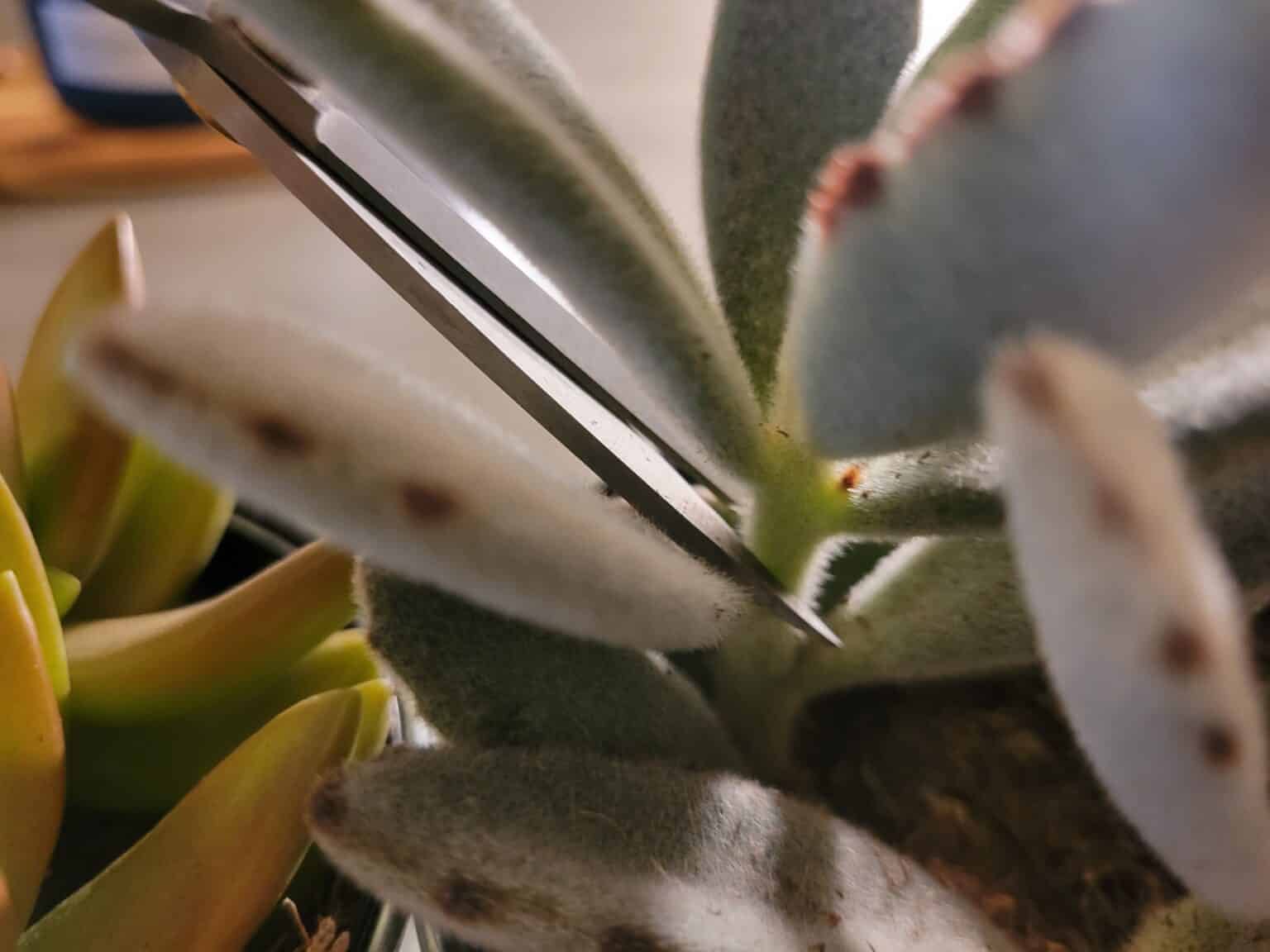 How to Propagate Succulents (From Leaves & Cuttings)