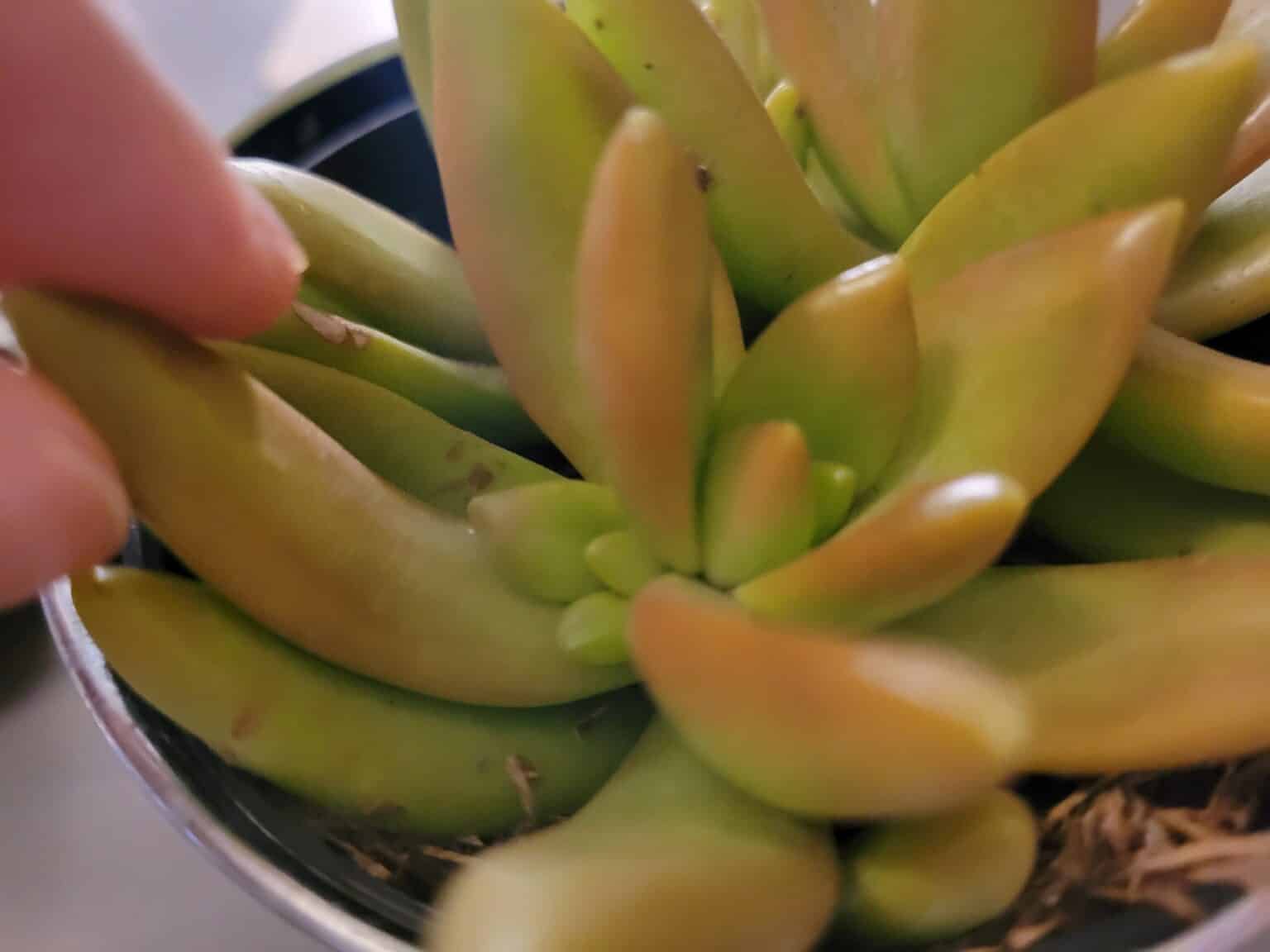 How to Propagate Succulents (From Leaves & Cuttings)