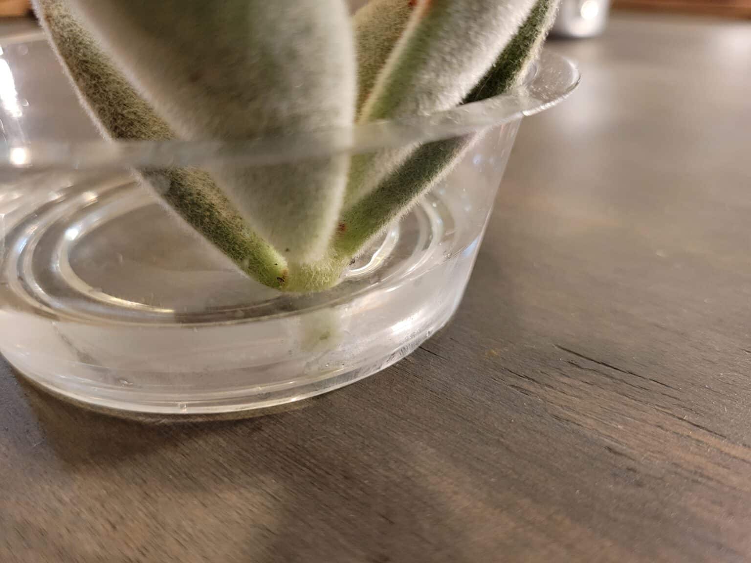 How to Propagate Succulents (From Leaves & Cuttings)