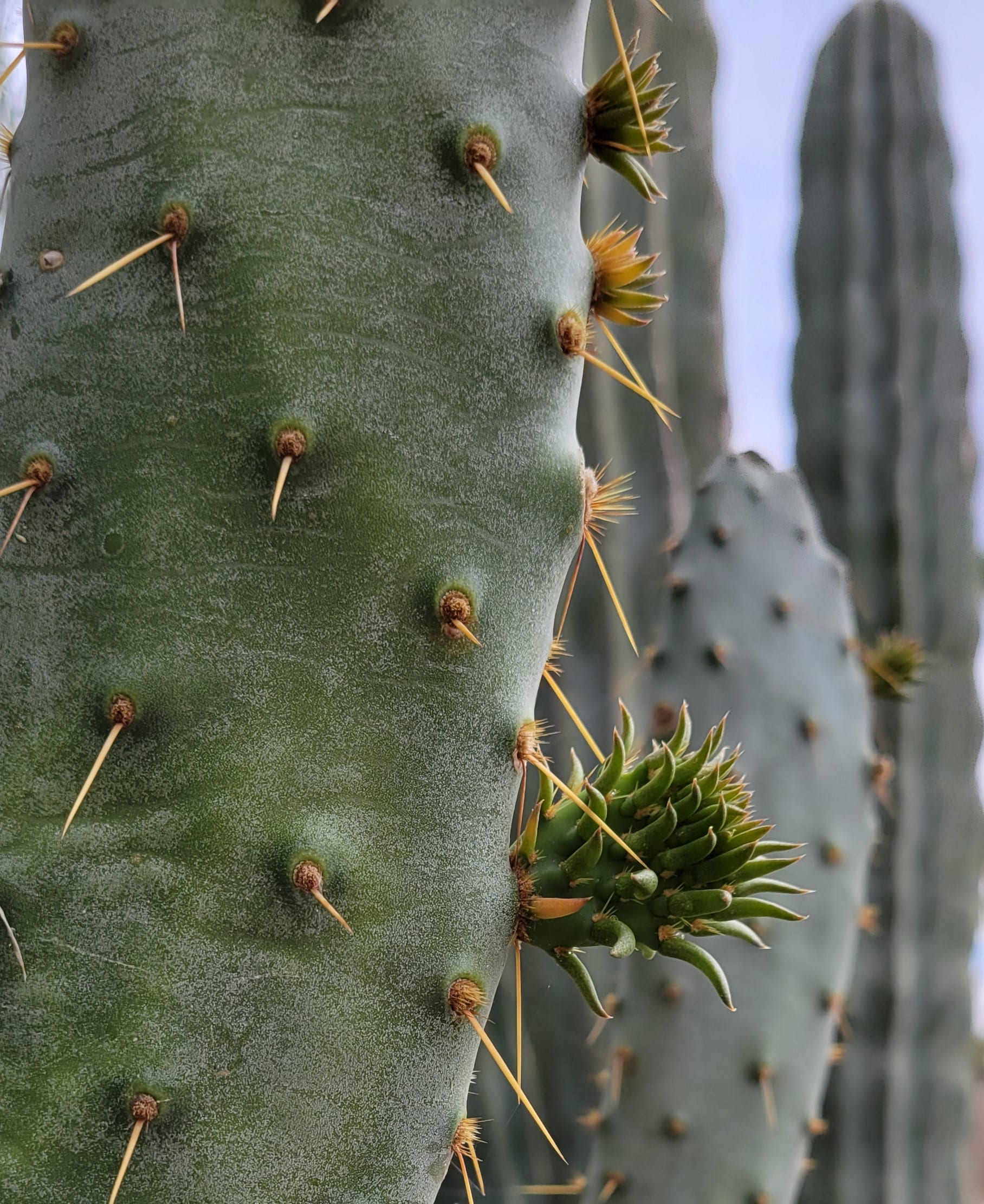 DIY Succulent Soil: Step-by-Step Guide (With Pictures)
