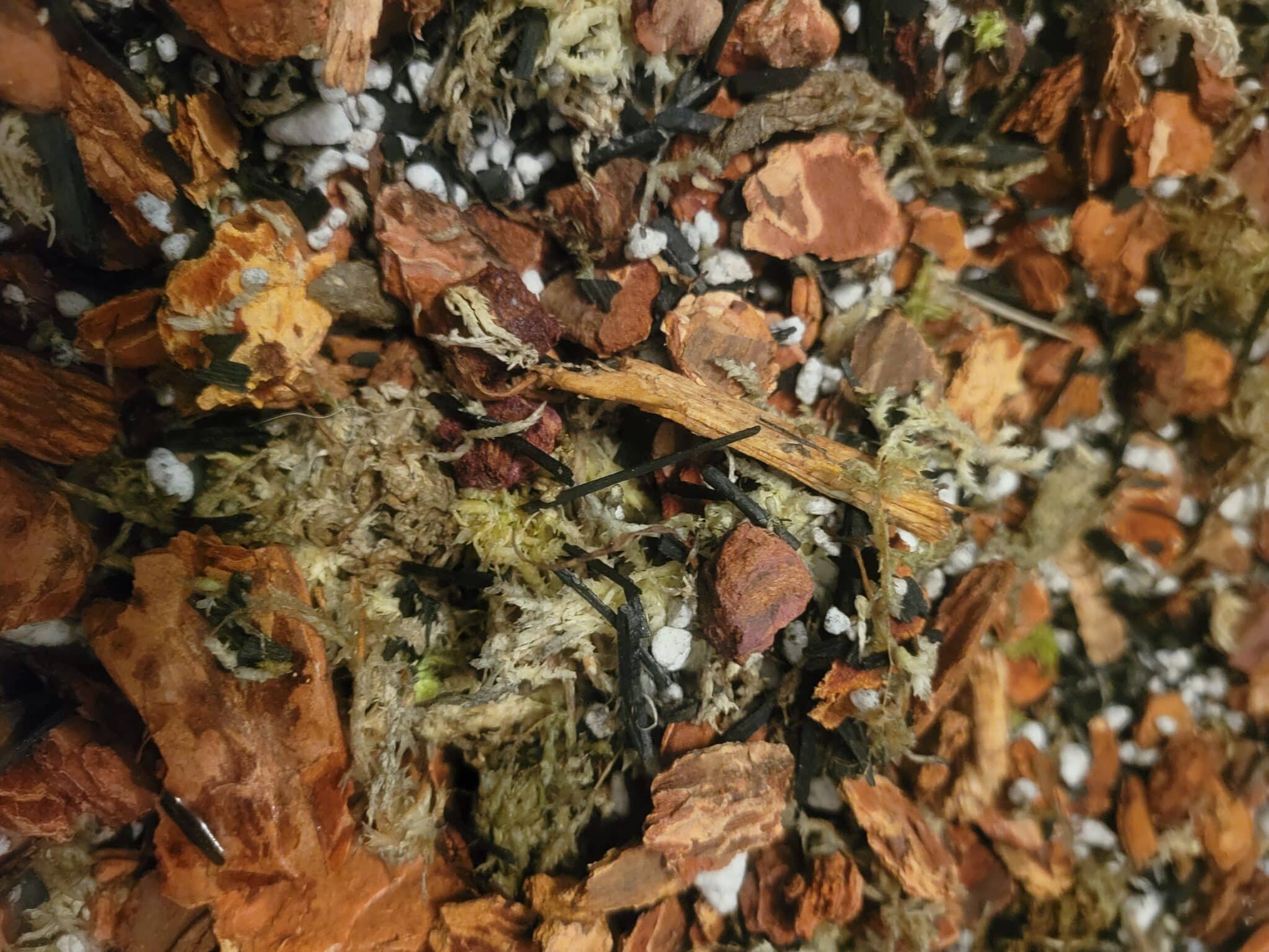 DIY Orchid Potting Mix Recipe: Step-by-Step Guide | Just Houseplants