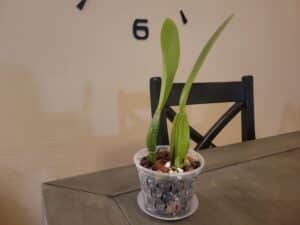 DIY Orchid Potting Mix Recipe: Step-by-Step Guide | Just Houseplants
