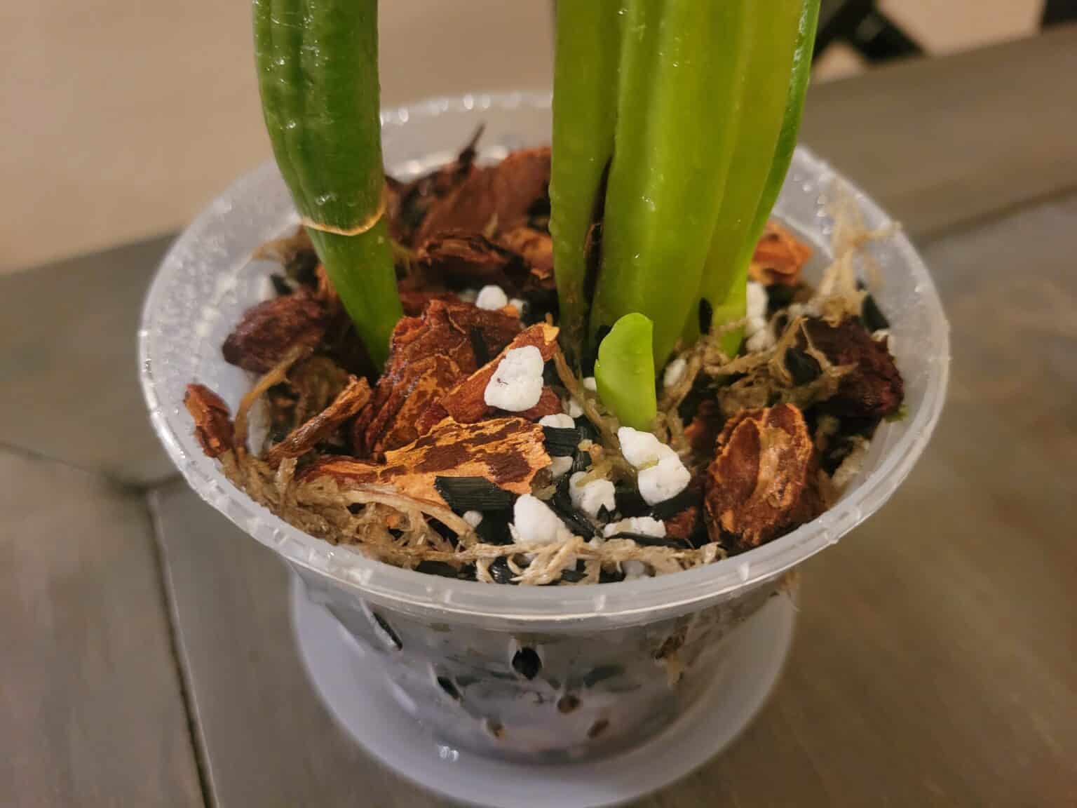 DIY Orchid Potting Mix Recipe: Step-by-Step Guide | Just Houseplants