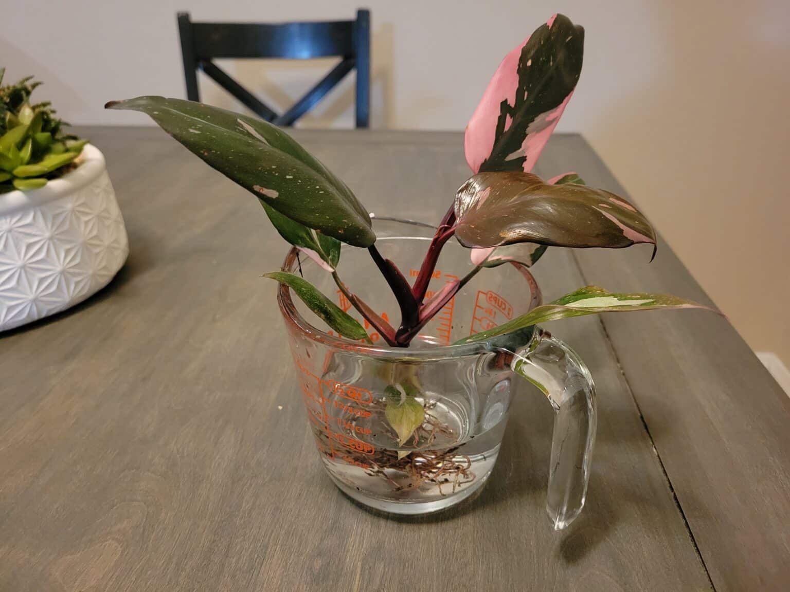 How to Use Clay Pebbles for Houseplants | Just Houseplants