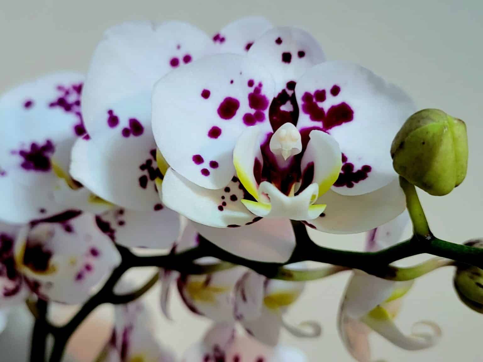 How to Get Your Orchid to Rebloom (Step-by-Step)