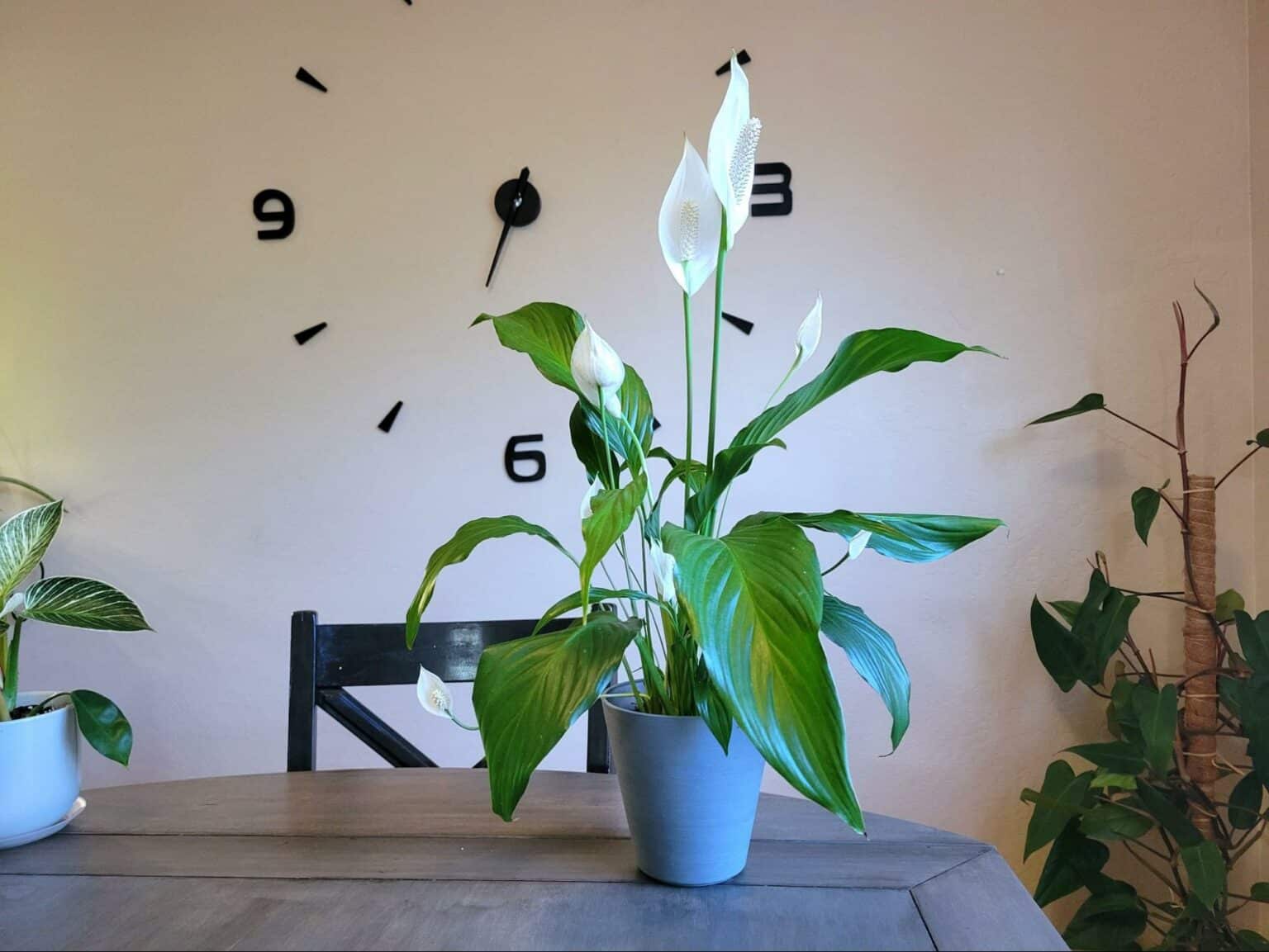 15 Big Leaf Plants to Keep Indoors | Just Houseplants
