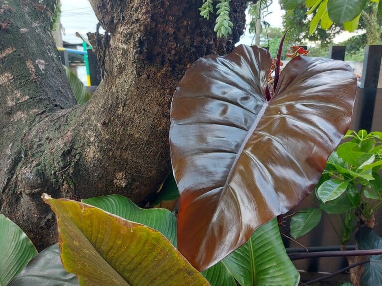 Imperial Red Philodendron Care Guide | Just Houseplants