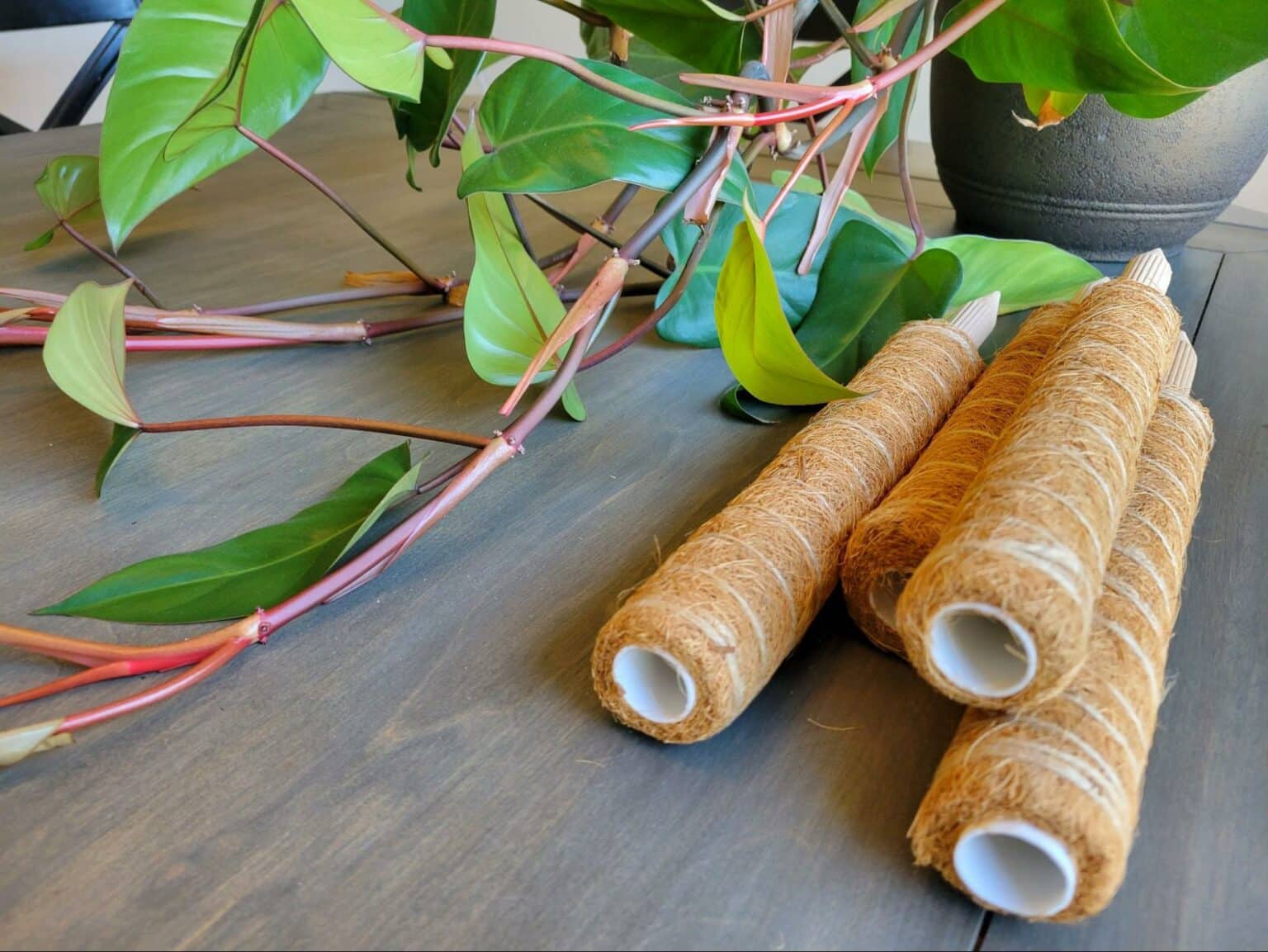 How to Use Moss Poles for Houseplants (With Pictures)