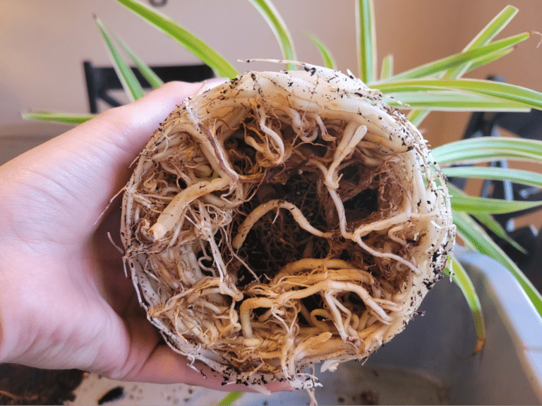 Repotting Spider Plant: Step-by-Step (With Pictures) | Just Houseplants